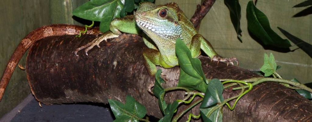 reptile hero - Barleylands