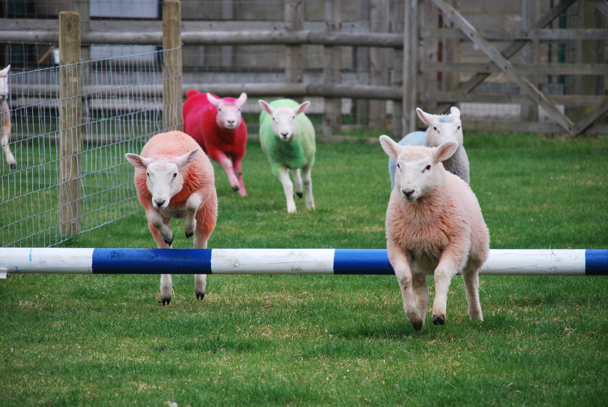 Wacky Races Return 2019! - Barleylands