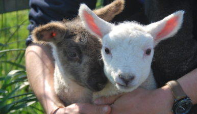 Barleylands Farm Park and Craft Village Home Page