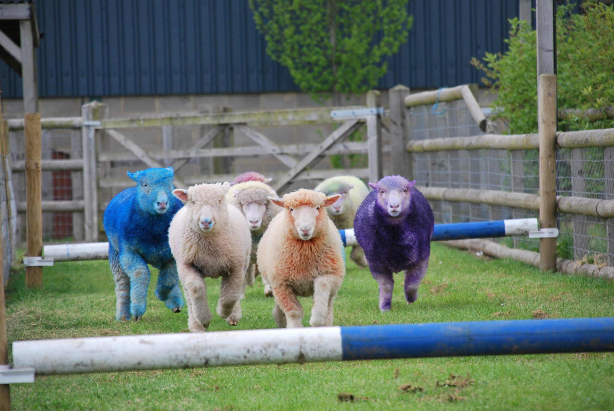 We're counting down the days to the start of Wacky Races - Barleylands