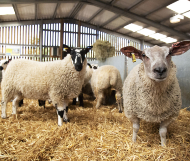 Barleylands Farm Park and Craft Village Billericay Essex