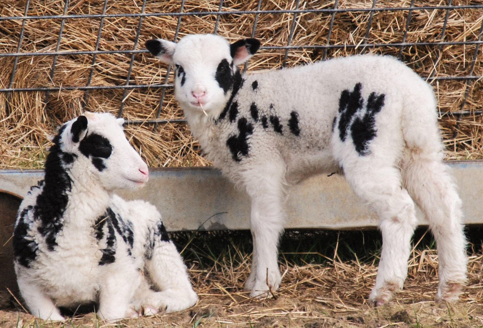 Adorable Lambs Born During February Half Term - Barleylands