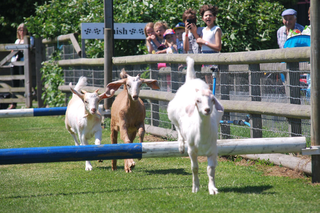 Goat A1 - Barleylands