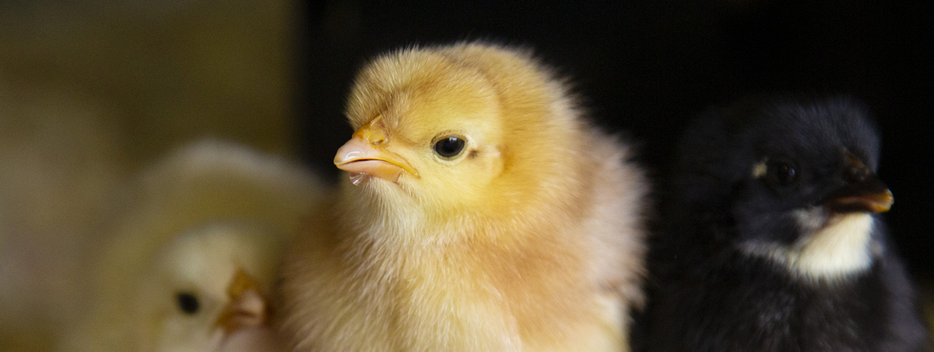 Hatching Programme for Schools at Barleylands Farm Park