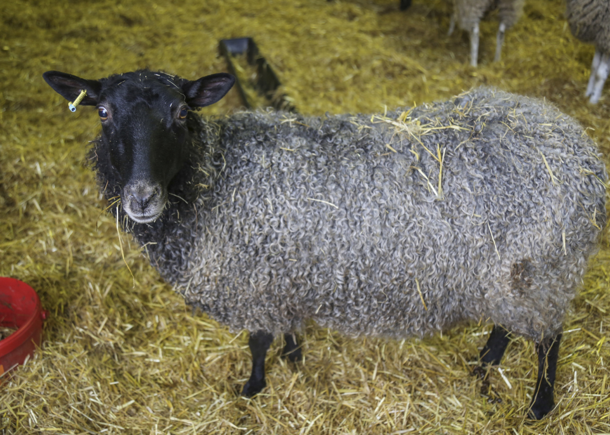 Lambs are on the way! - Barleylands