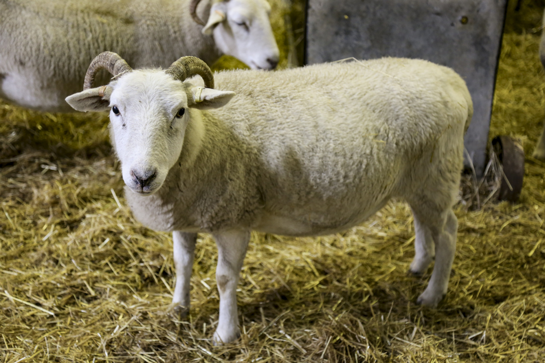 Lambs are on the way! - Barleylands