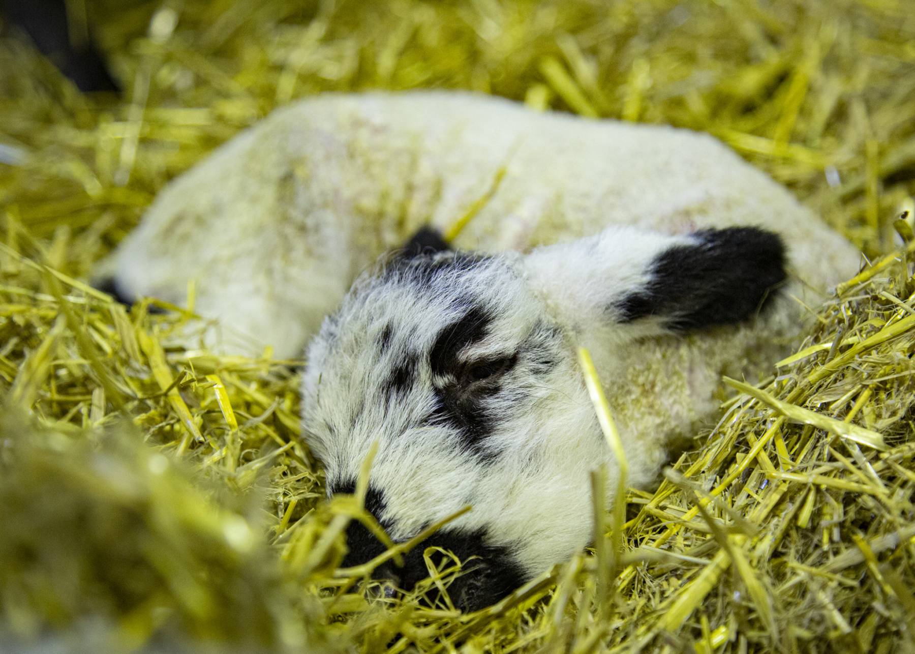 First lamb of the season was born last night! - Barleylands