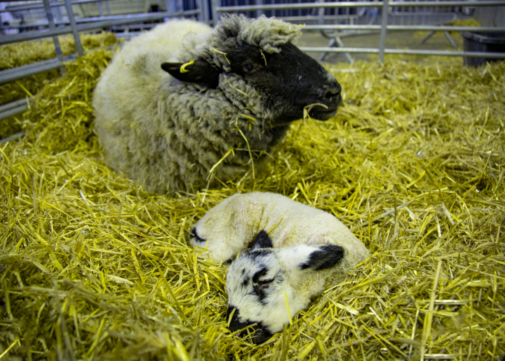 First lamb of the season was born last night! - Barleylands