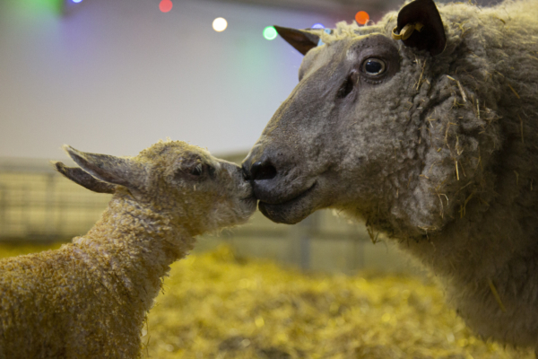 Barleylands Farm Park and Craft Village Billericay Essex