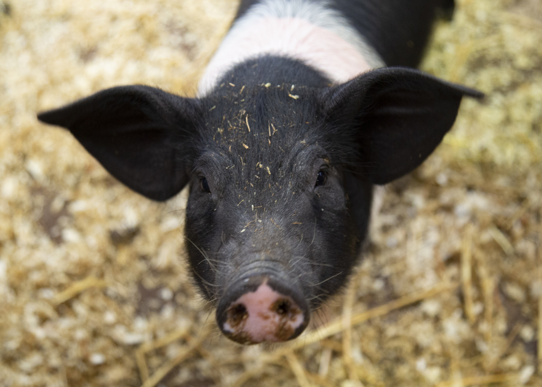 What To Expect When You Visit Barleylands Farm Park - Barleylands