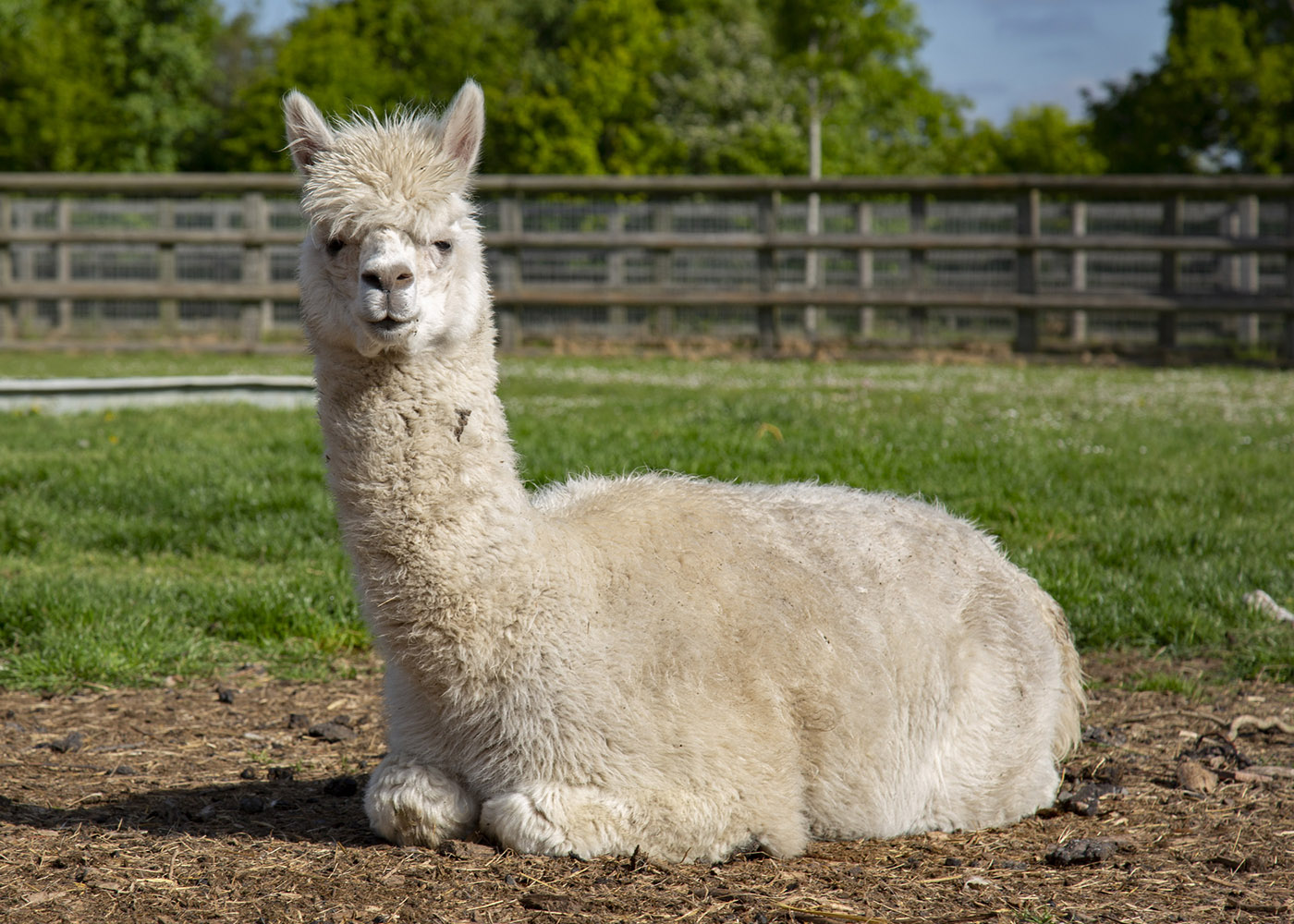 What To Expect When You Visit Barleylands Farm Park - Barleylands