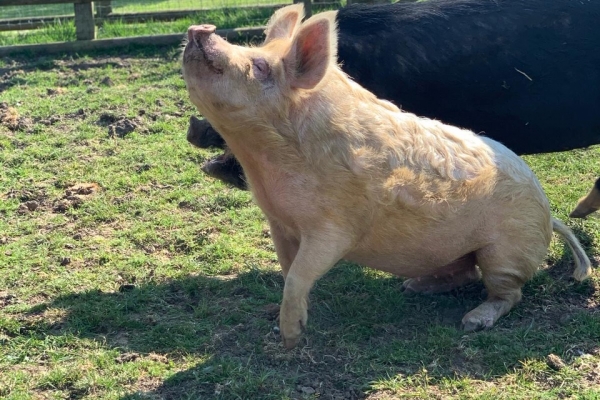 Barleylands Farm Park and Craft Village Billericay Essex