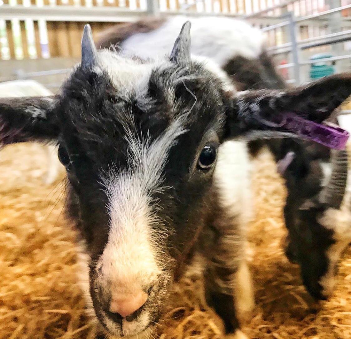 Say hello to our new rare breed goats - Barleylands