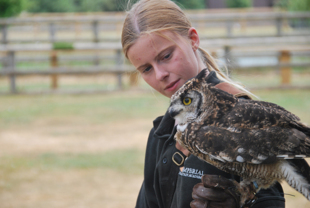 Birds of Prey - Barleylands