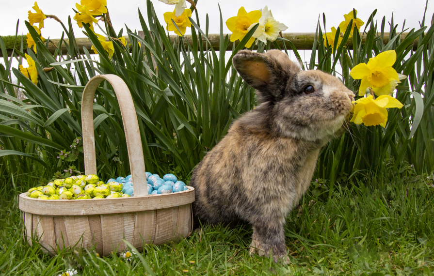 What To Expect When You Visit Barleylands Farm Park - Barleylands