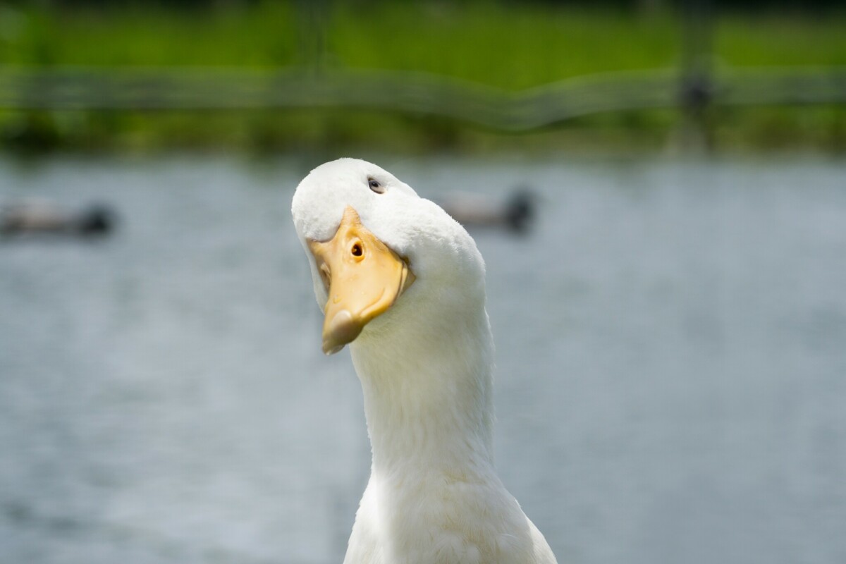 Barleylands Photography Competition Winners - Barleylands