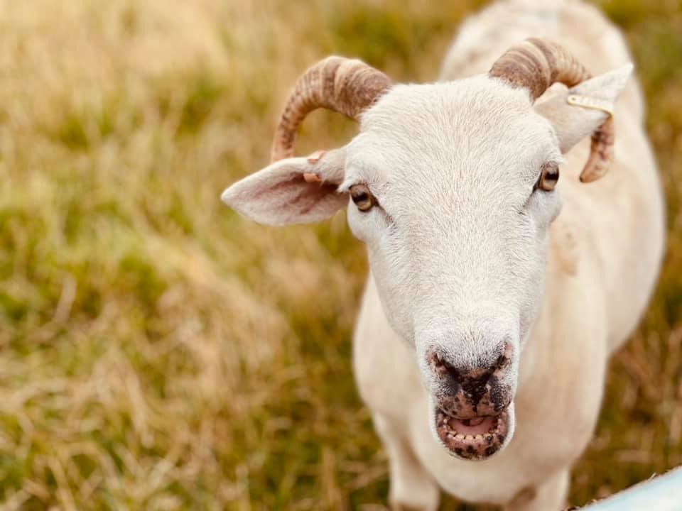 Barleylands Farm Park Wins 2021 Tripadvisor Travellers’ Choice Award ...