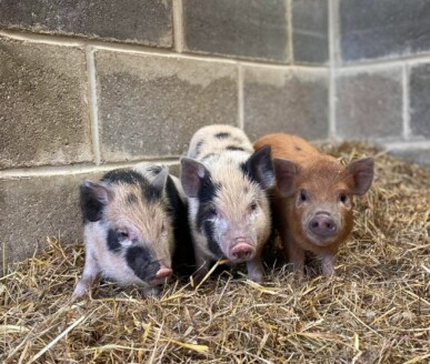 Our farm animals - Barleylands