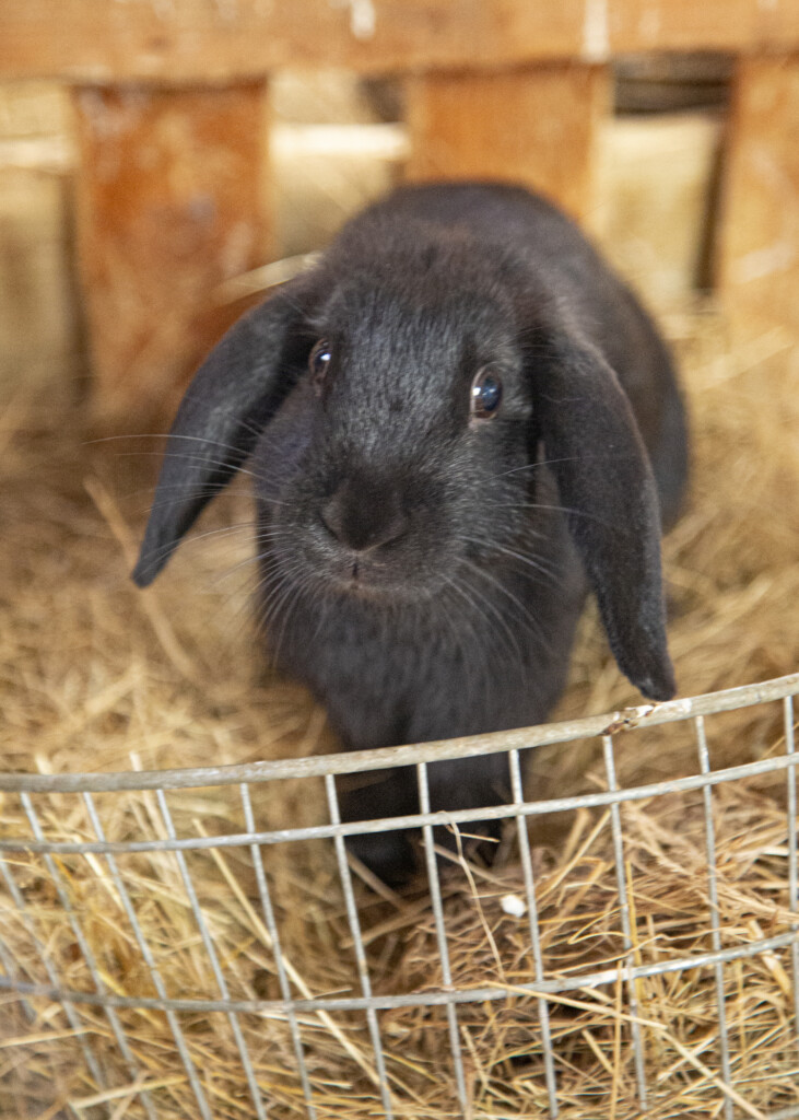 Small animals, poultry and birds - Barleylands
