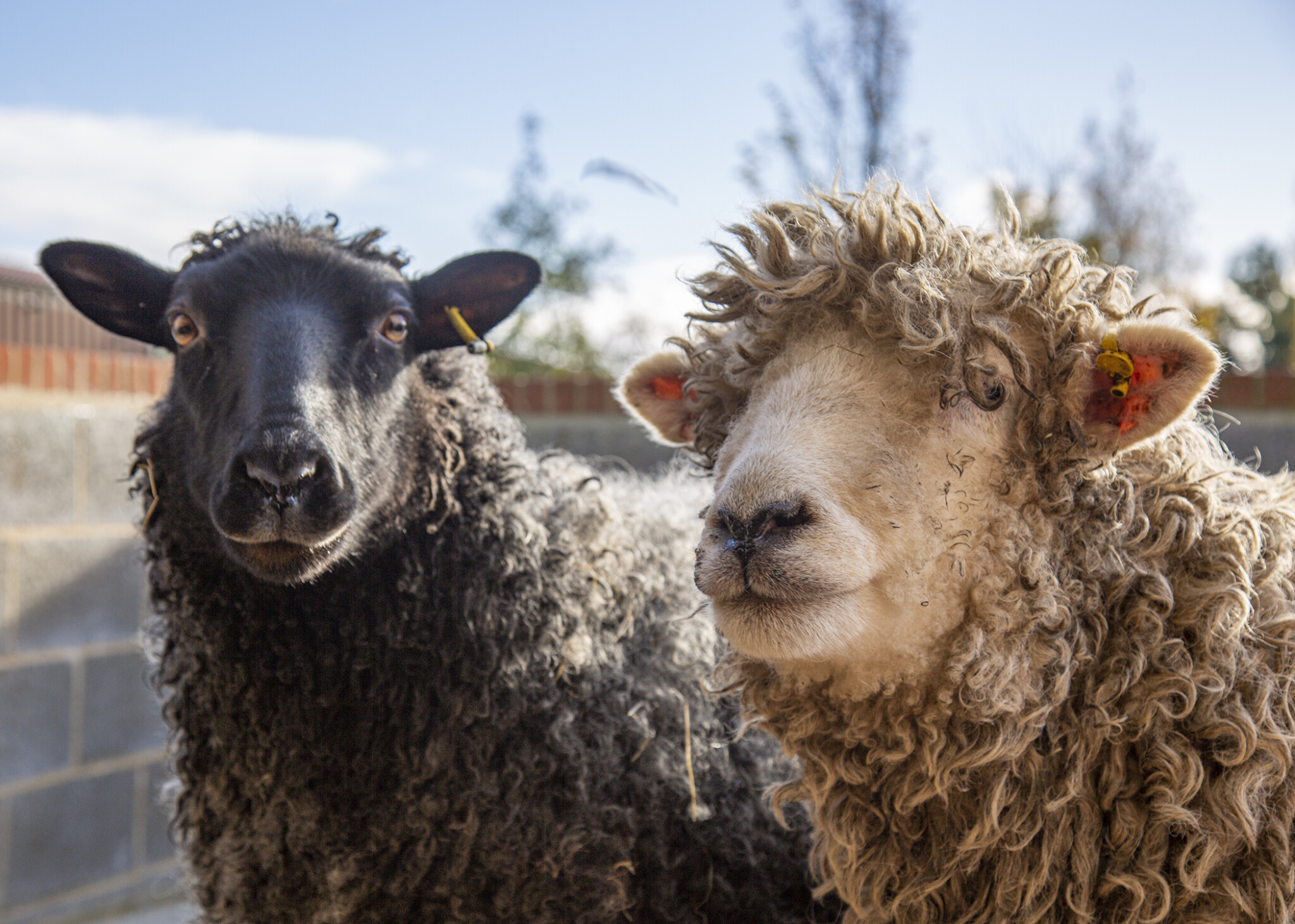Our farm animals - Barleylands