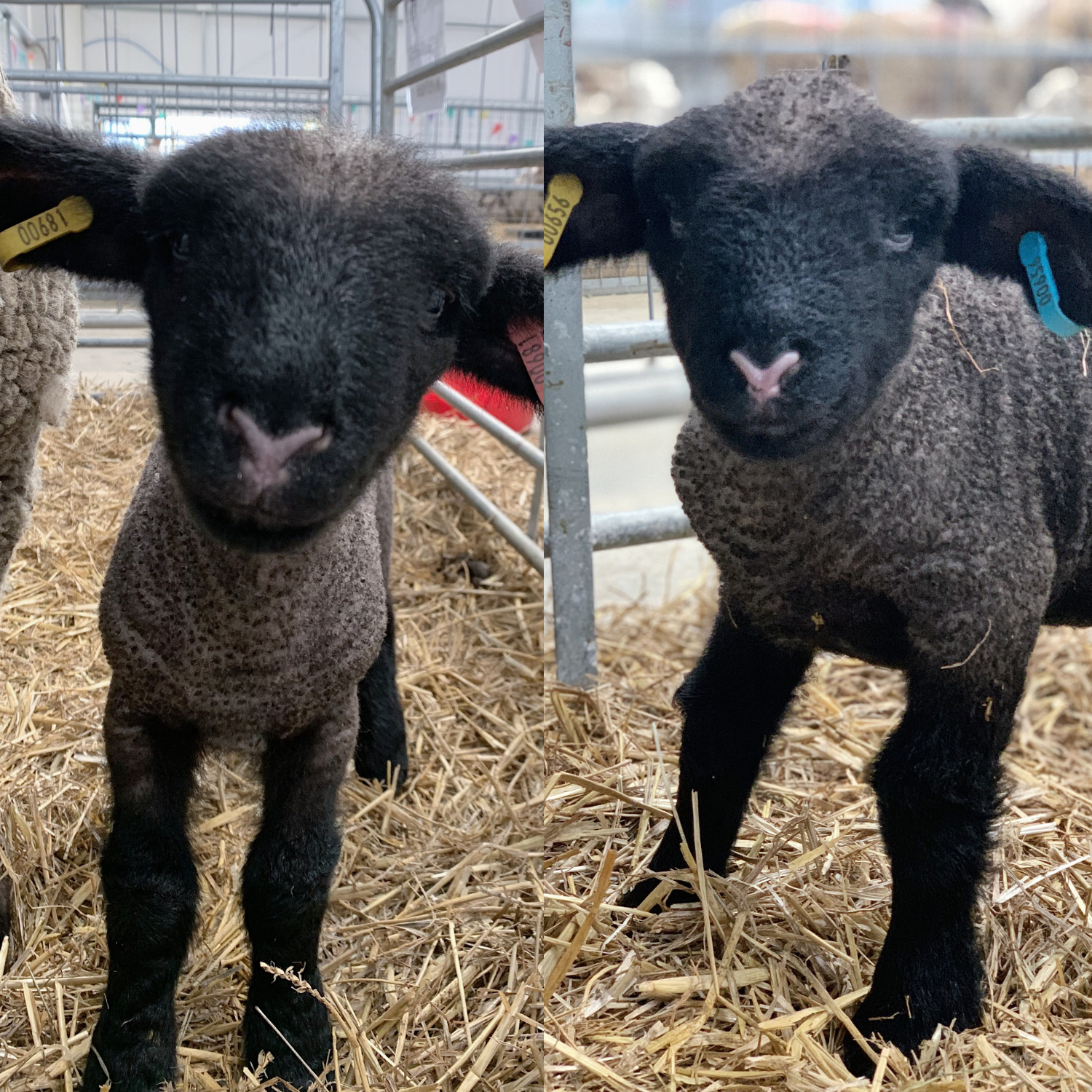 Bee & Cricket - Barleylands