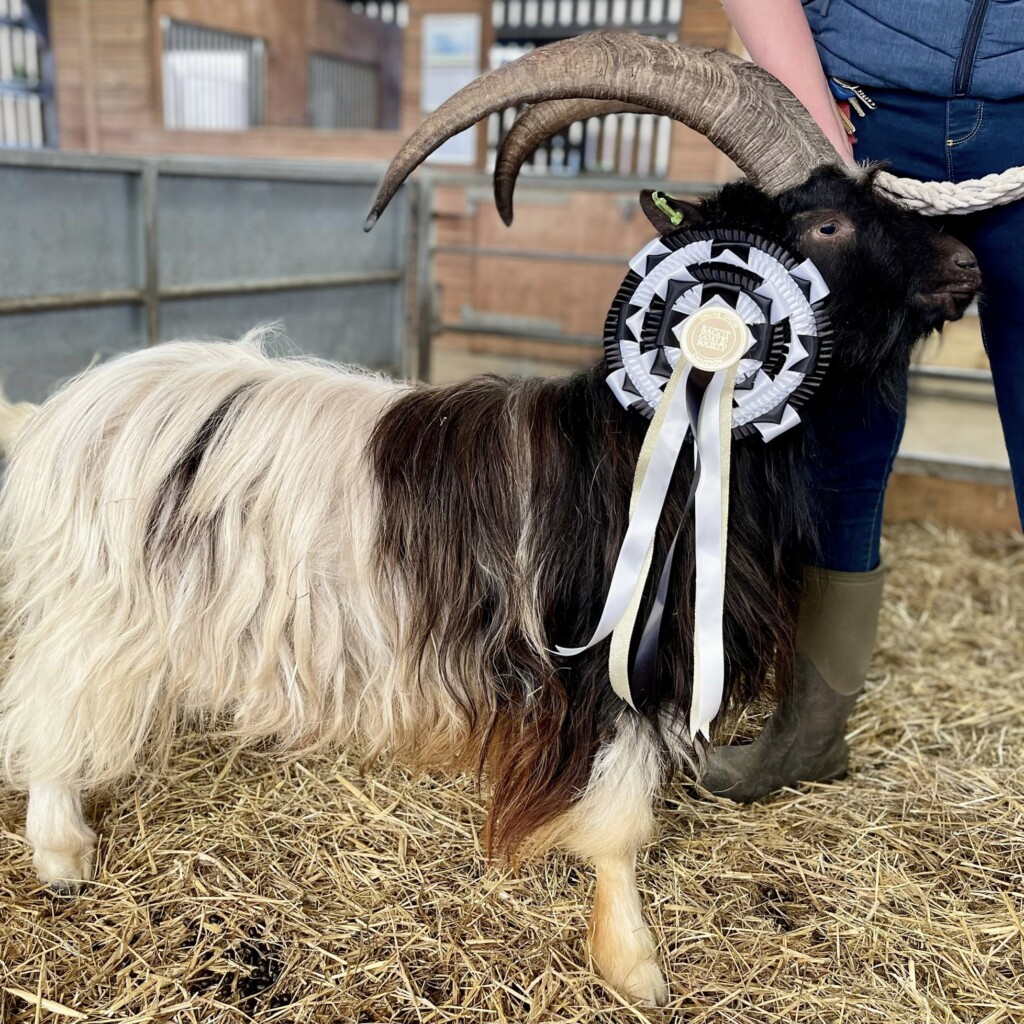 Barleylands Bagot Goats Triumph in Online Show! - Barleylands