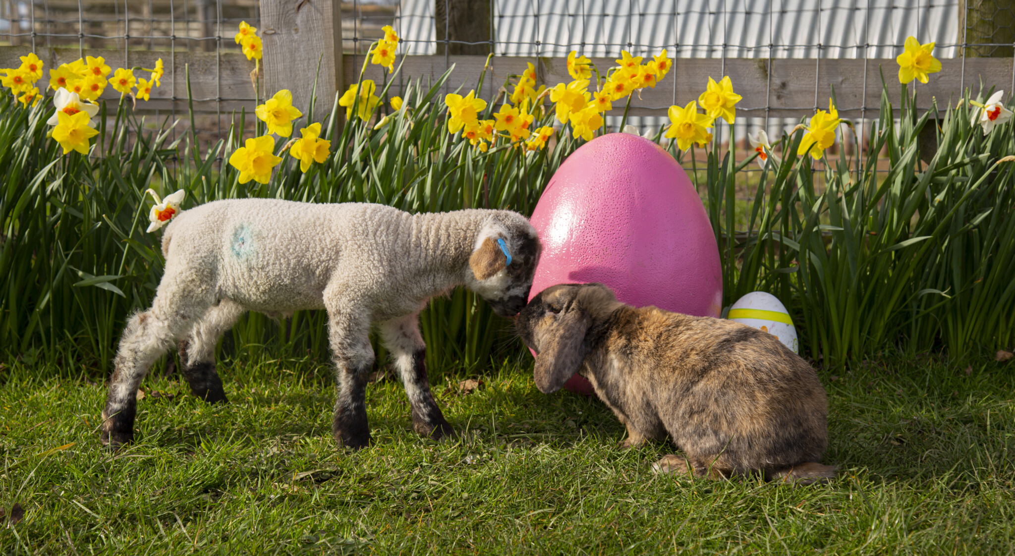 Essex Events at Barleylands Farm Park, The Village and Showground