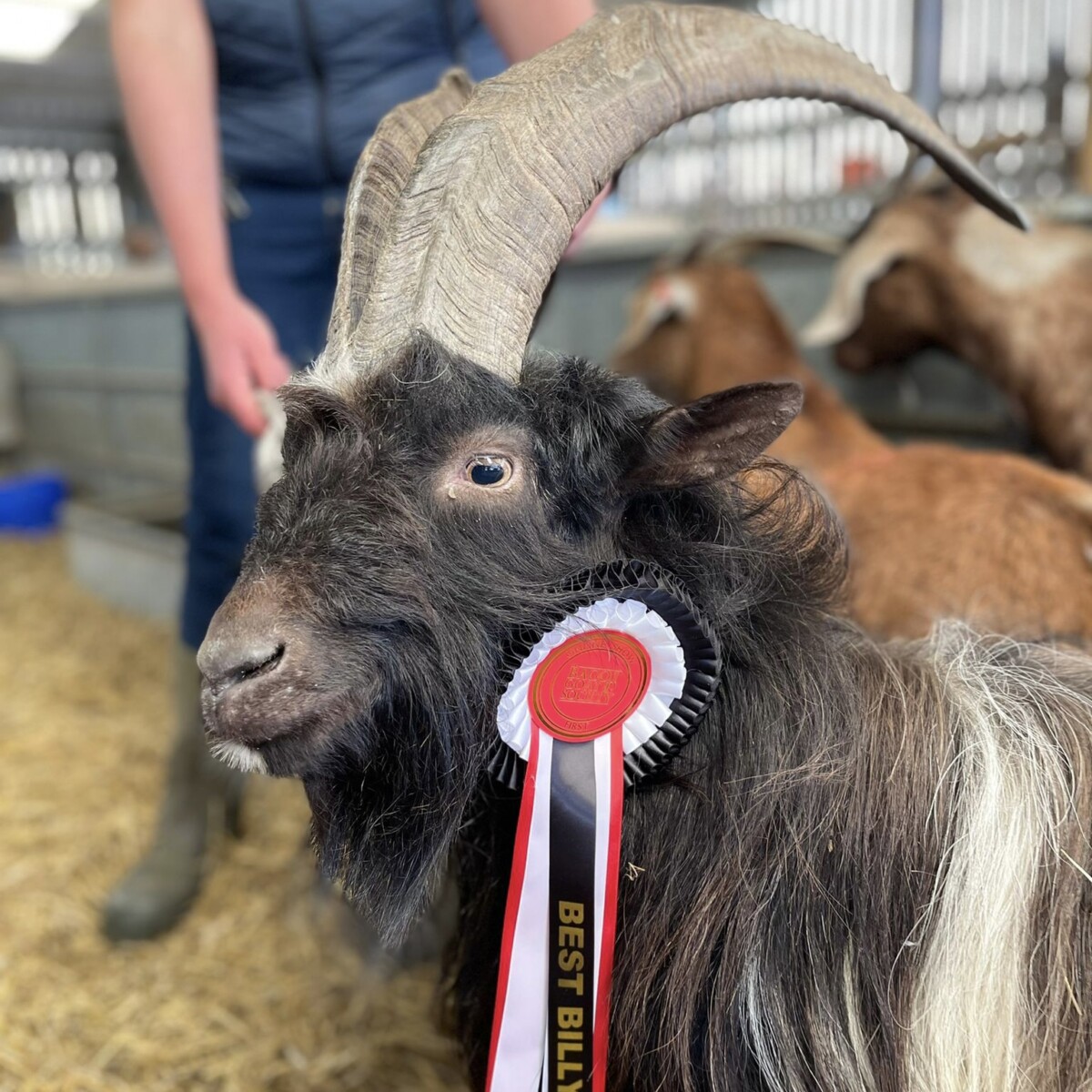 Barleylands Bagot Goats Triumph in Online Show! - Barleylands