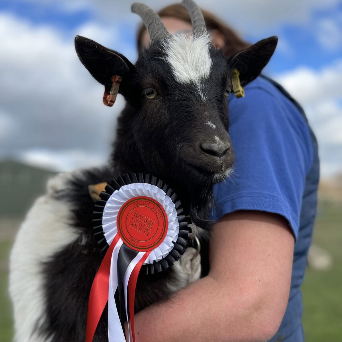 Barleylands Bagot Goats Triumph in Online Show! - Barleylands