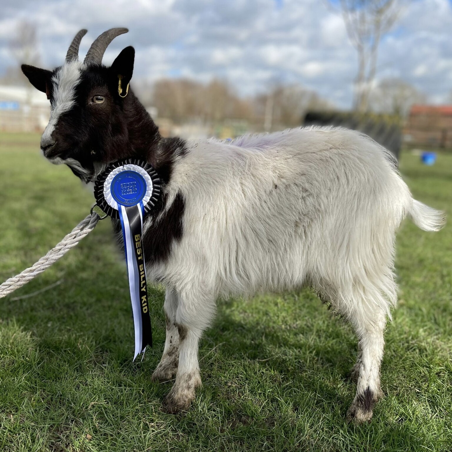 Barleylands Bagot Goats Triumph in Online Show! - Barleylands