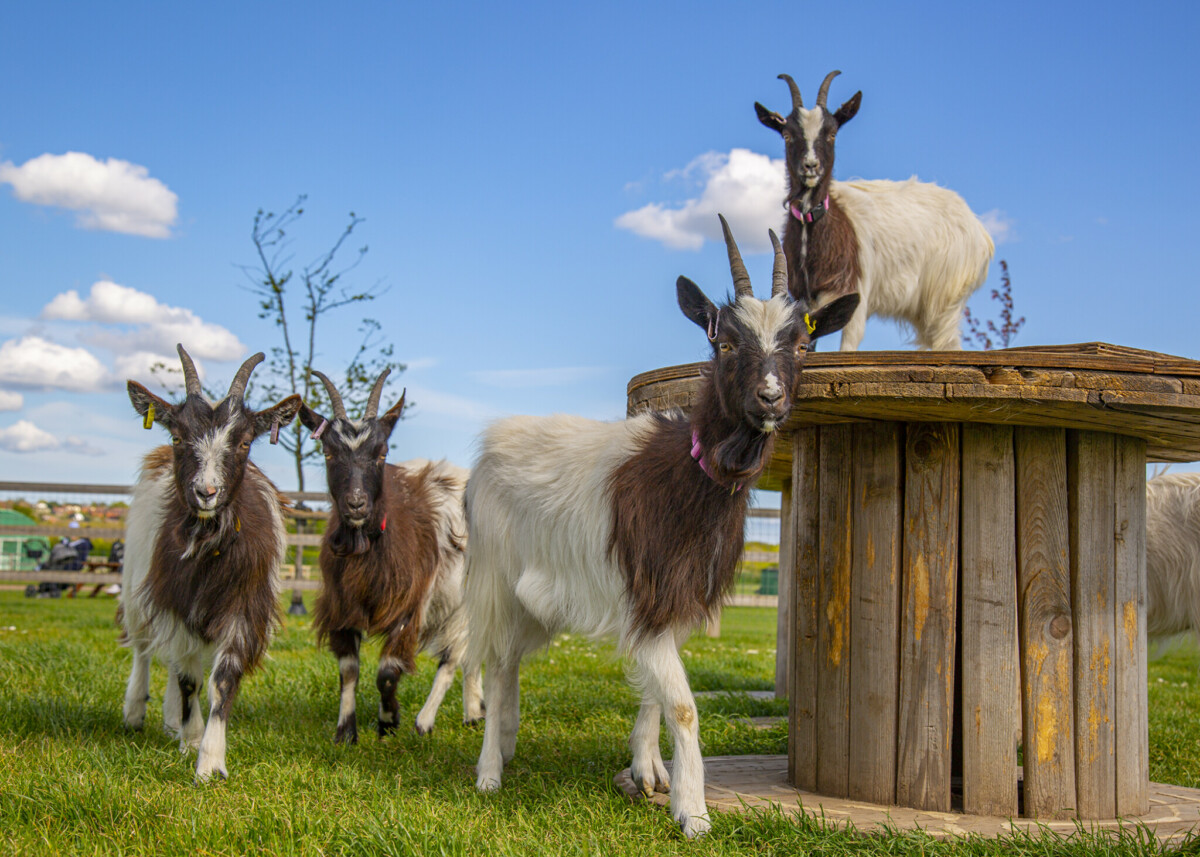 Barleylands Farm Park awarded Rare Breed Survival Trust (RBST) Status ...