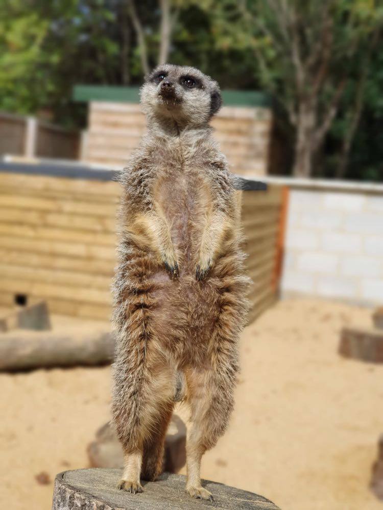 Meet Our New Baby Meerkat Pup! - Barleylands