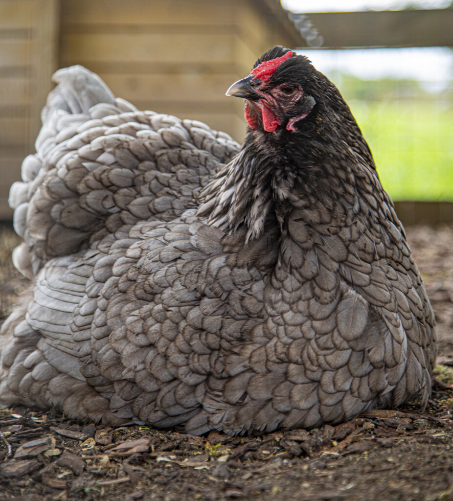 It's National Chicken Month! - Barleylands