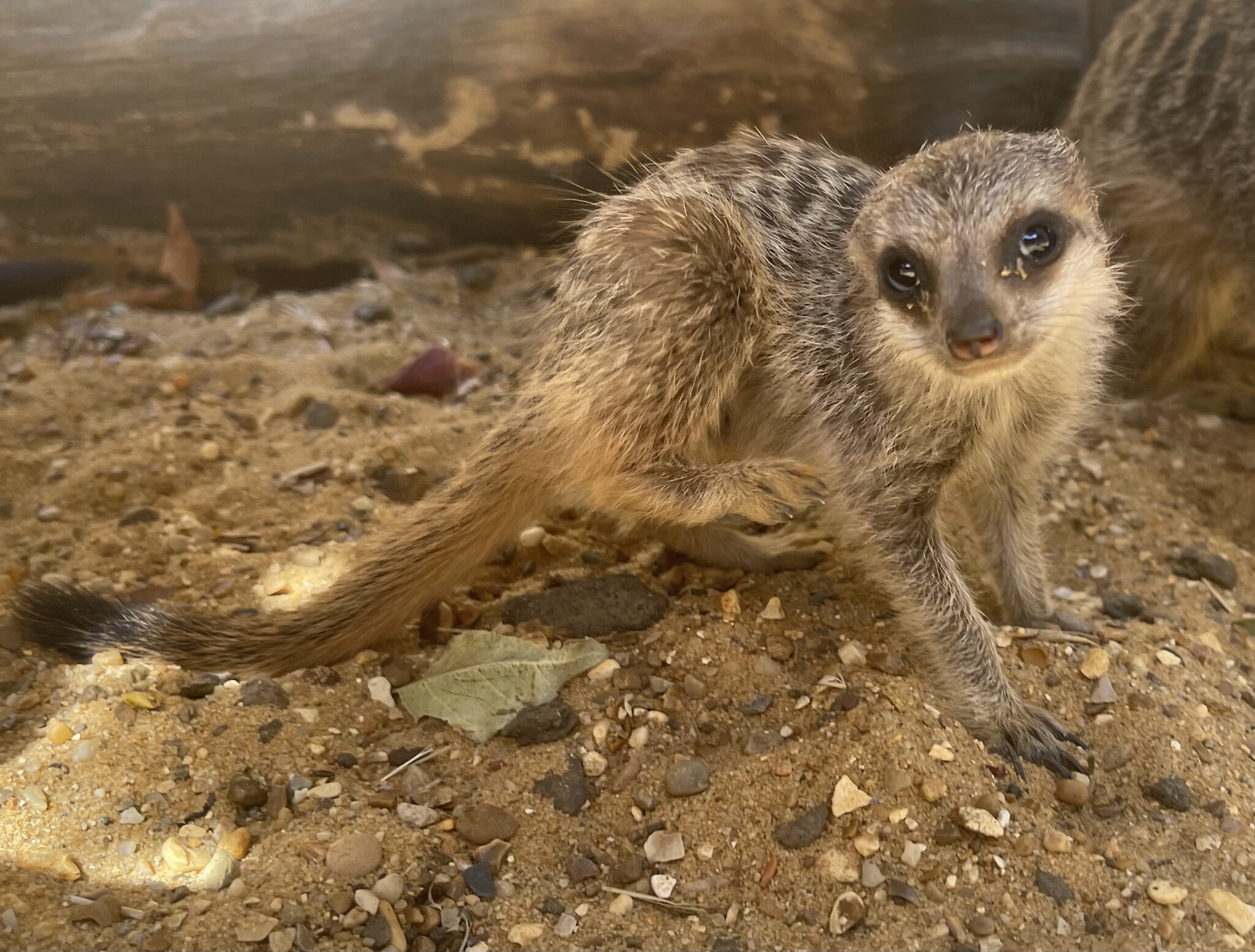 Meerkat Baby