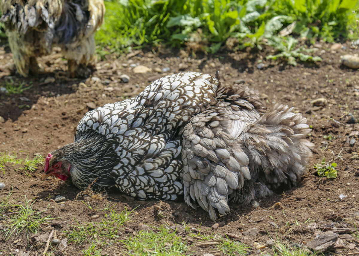 It's National Chicken Month! - Barleylands