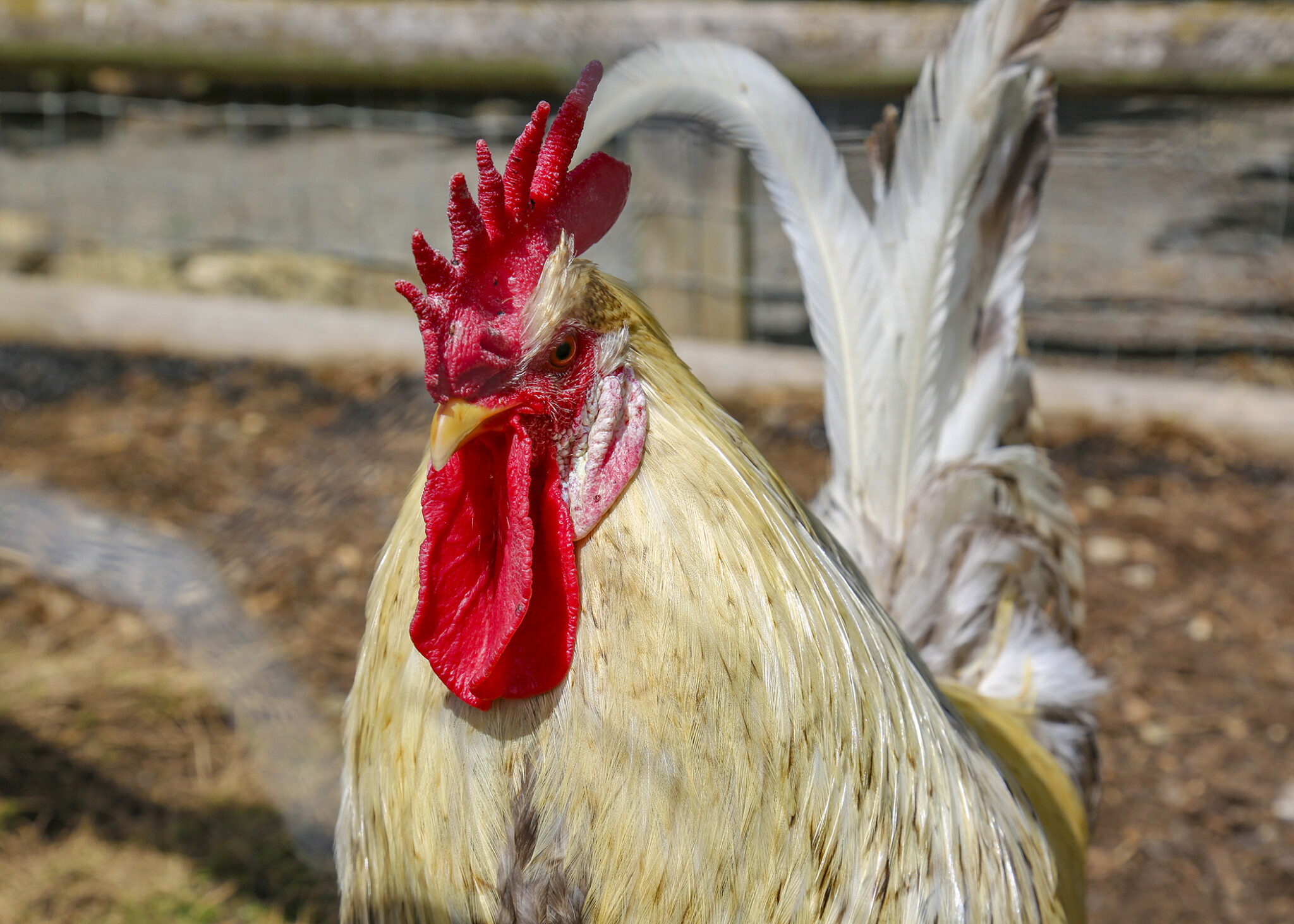 It's National Chicken Month! - Barleylands