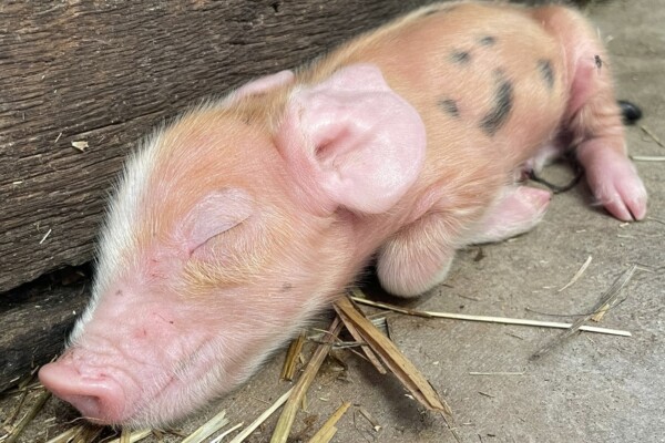 Barleylands Farm Park & Village in Billericay, Essex