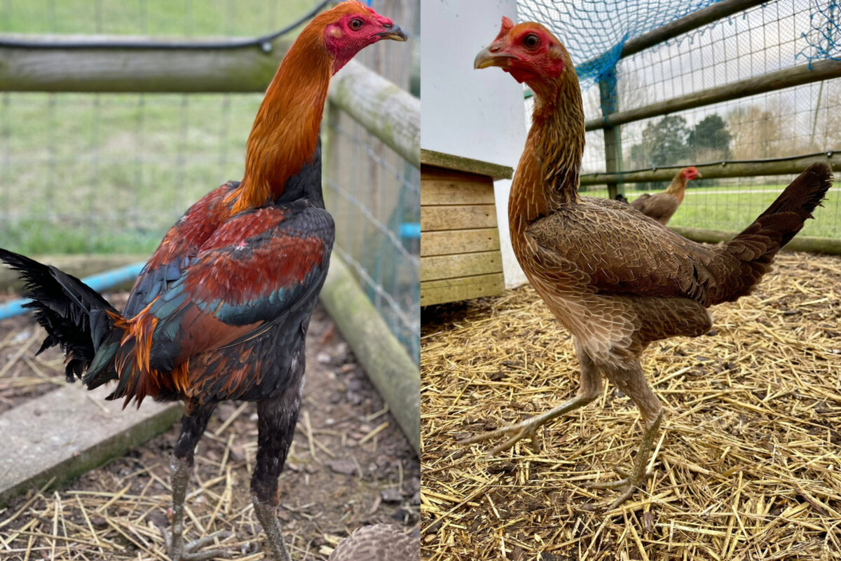 It's National Chicken Month! - Barleylands