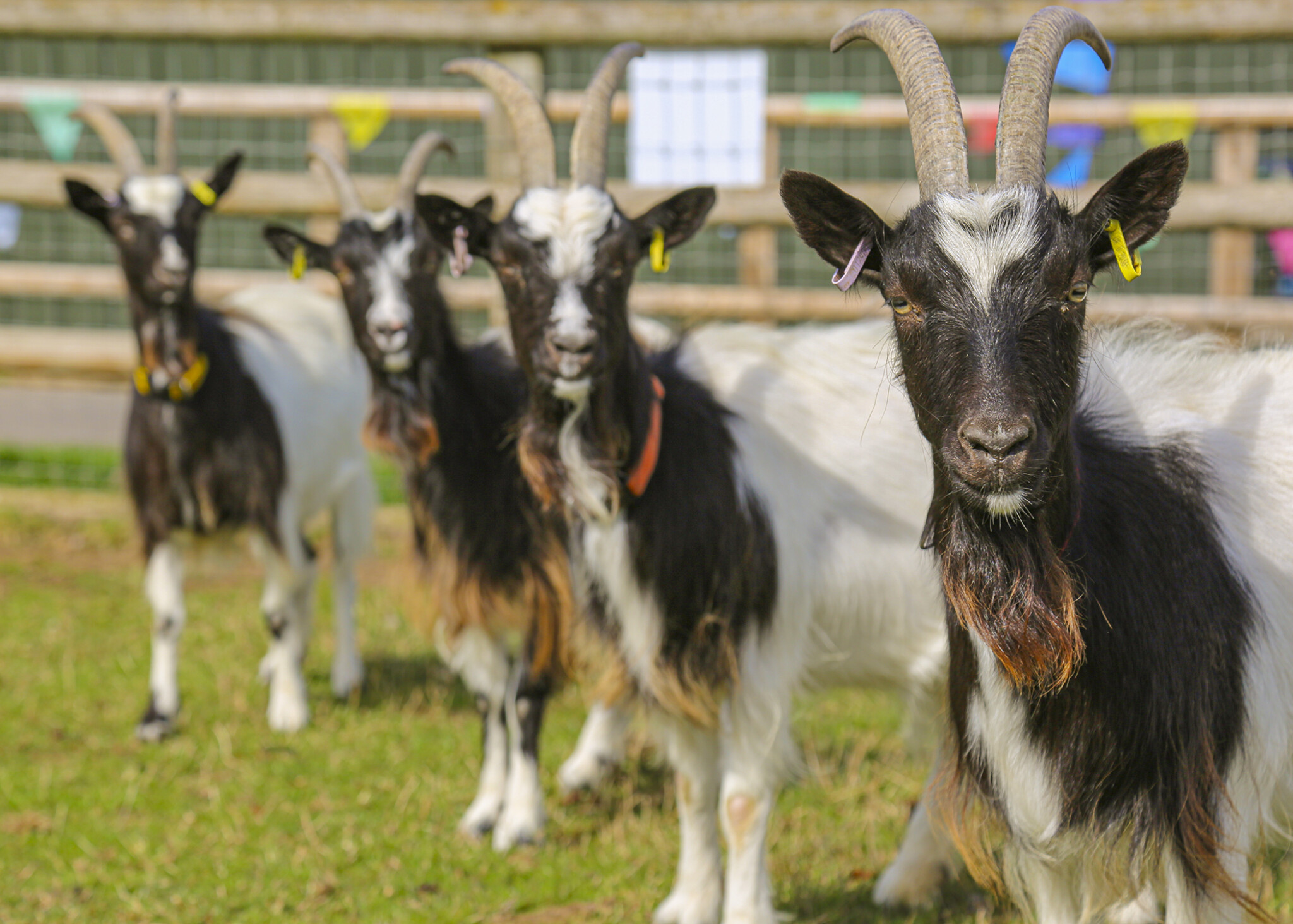 Barleylands Bagot's Contribute Towards Research Project - Barleylands