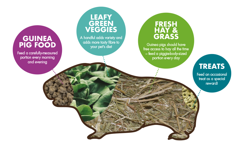 Guinea Pig Awareness Week - Barleylands