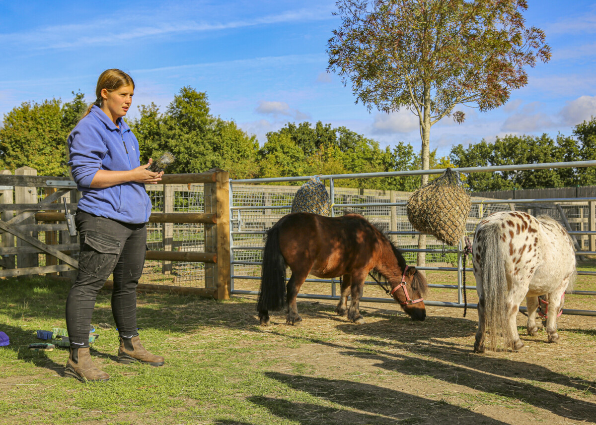 Pony Grooming at Barleylands Photo Gallery - Barleylands