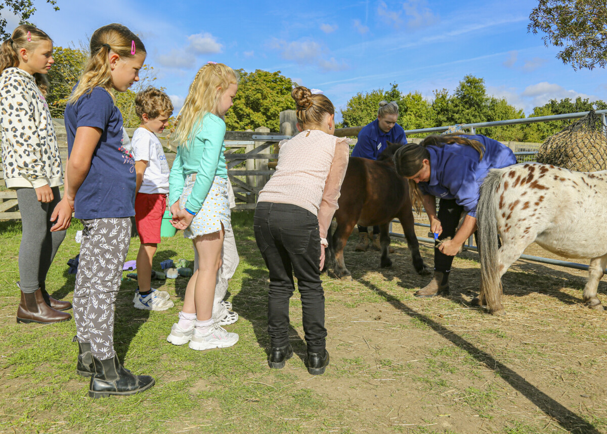 Pony Grooming at Barleylands Photo Gallery - Barleylands