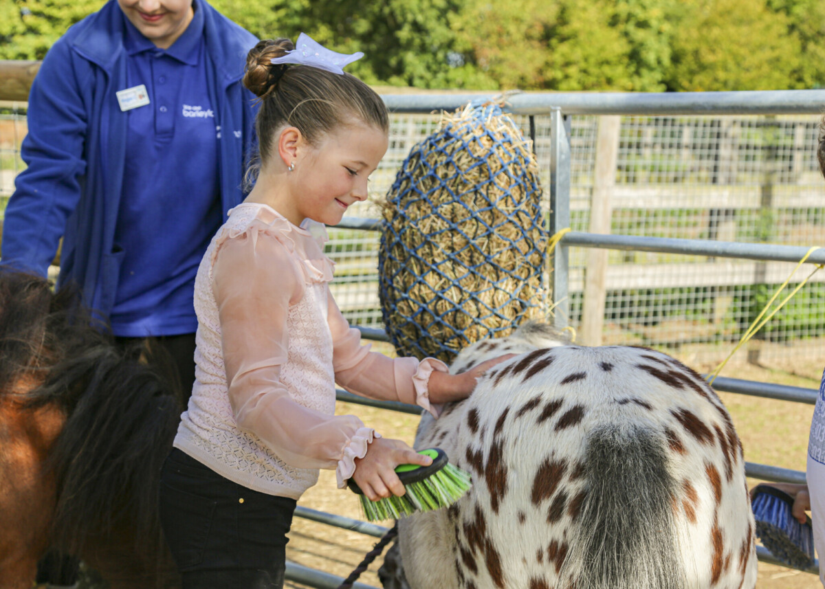 Pony Grooming at Barleylands Photo Gallery - Barleylands