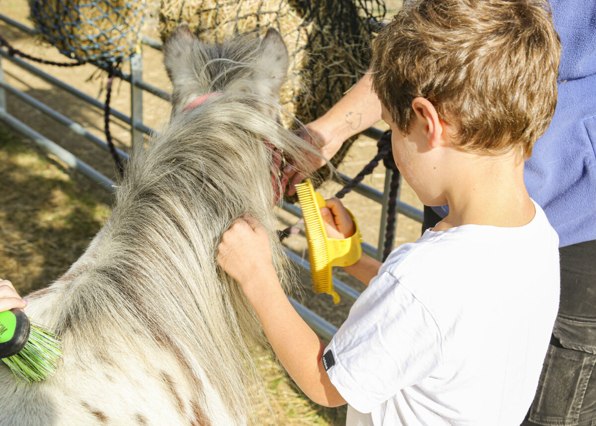 Pony Grooming at Barleylands Photo Gallery - Barleylands
