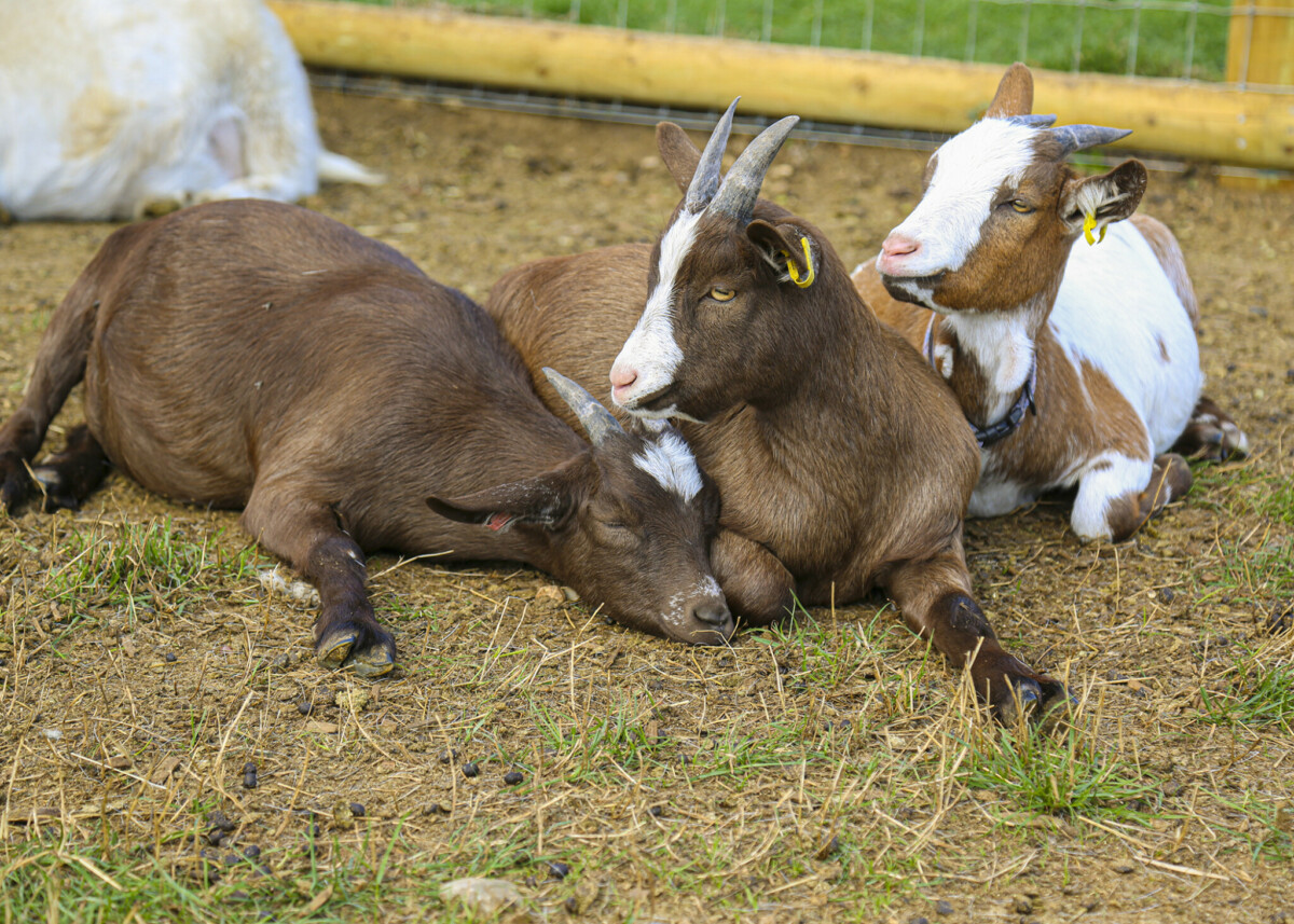Barleylands Farm Animals Photo Shoot Gallery - Barleylands