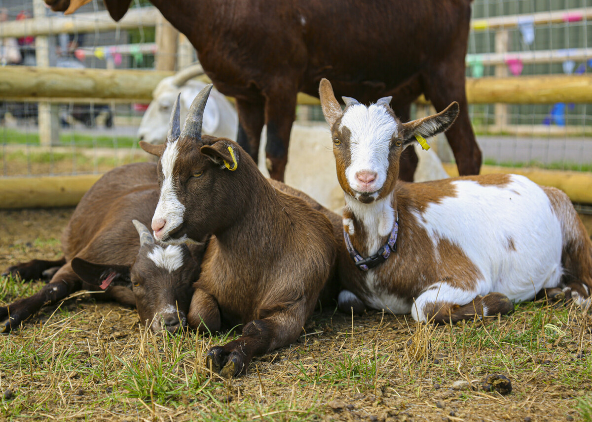 Barleylands Farm Animals Photo Shoot Gallery - Barleylands