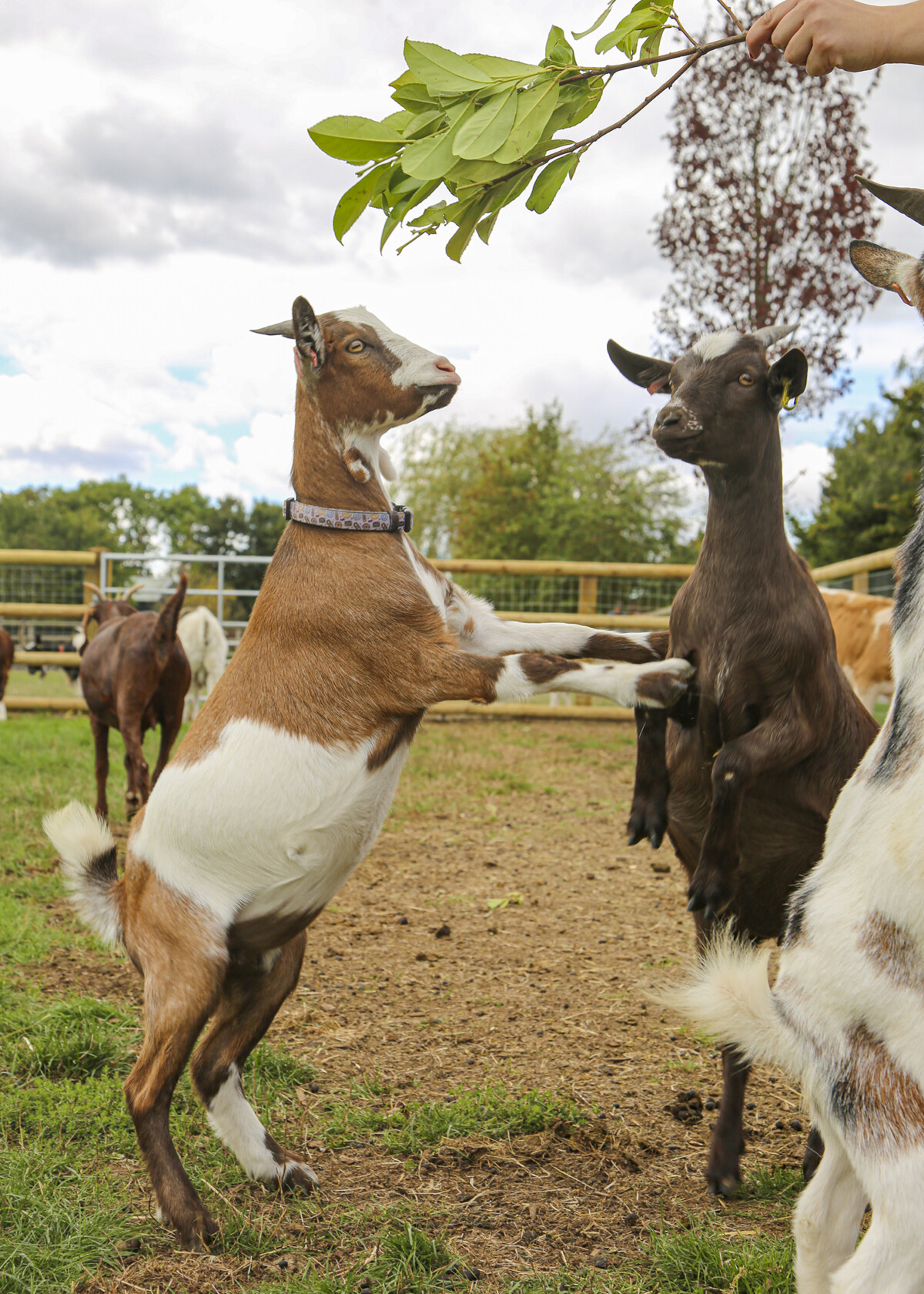 IMG_0513 - Barleylands