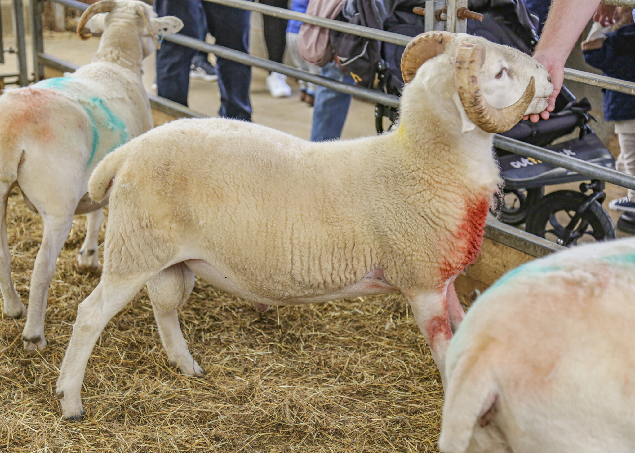 IMG_0546 - Barleylands