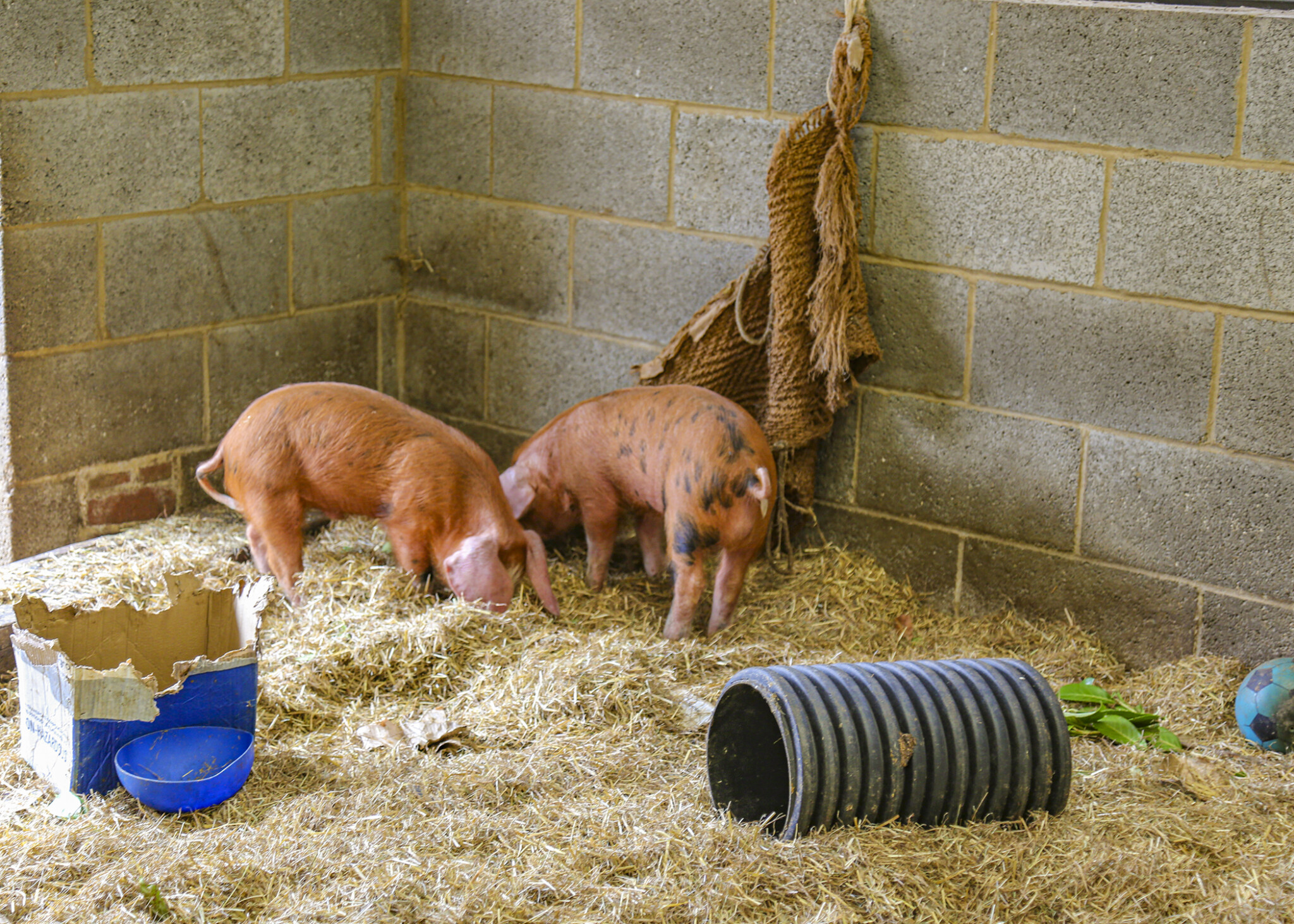 IMG_0567 - Barleylands