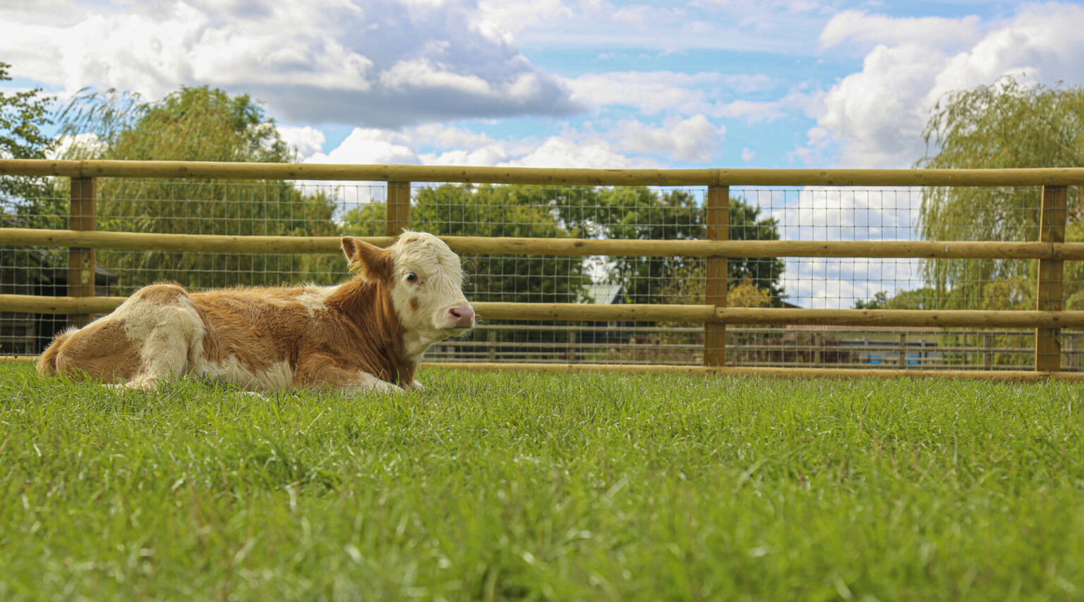 Barleylands Farm Animals Photo Shoot Gallery - Barleylands